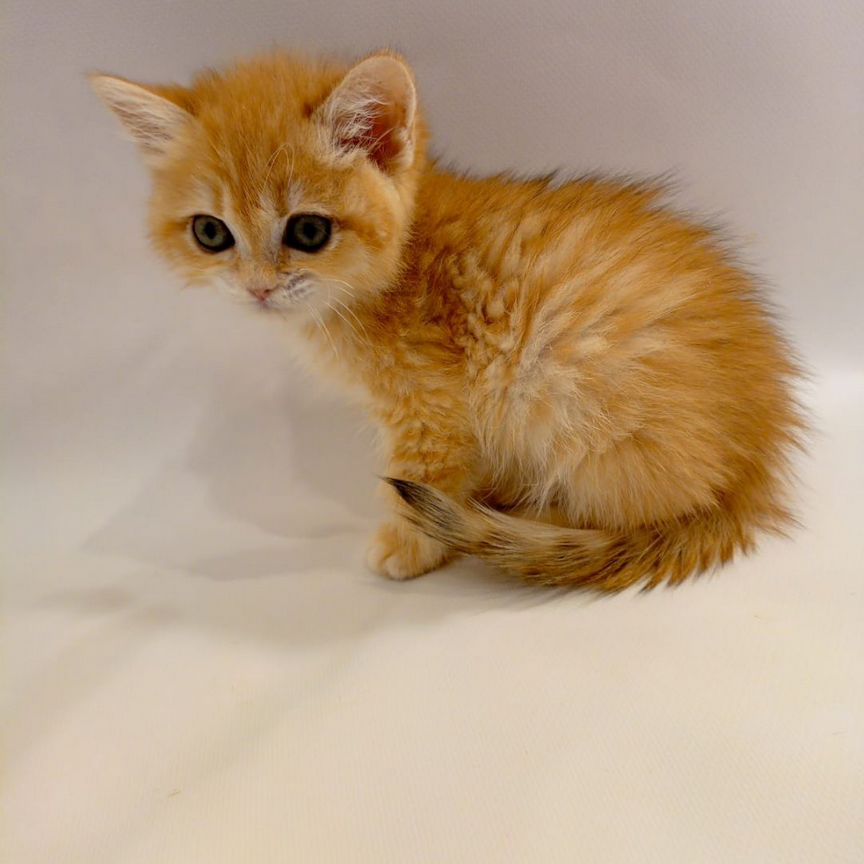 Британский котёнок в дар