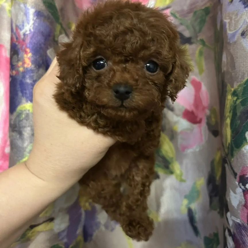 Той-пудель, щенок