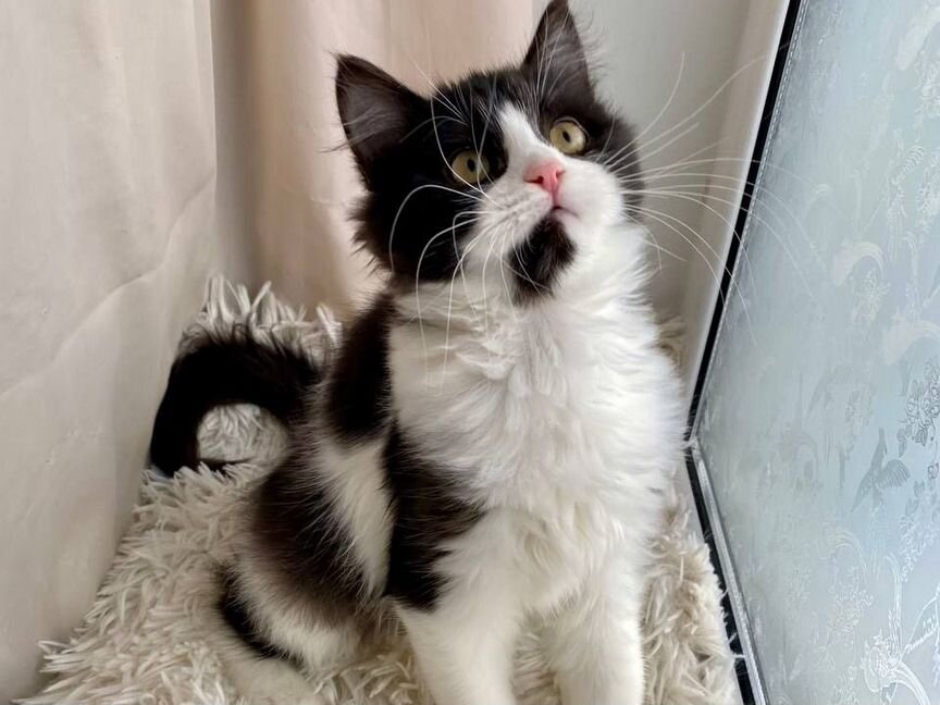 Котенок в дар. Пуш