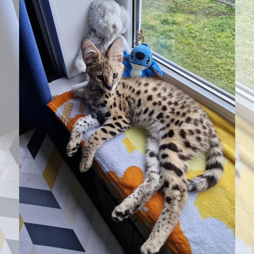 Саванна котёнок