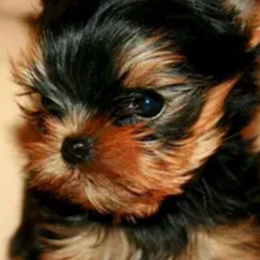 Малыш йорк беби фейс