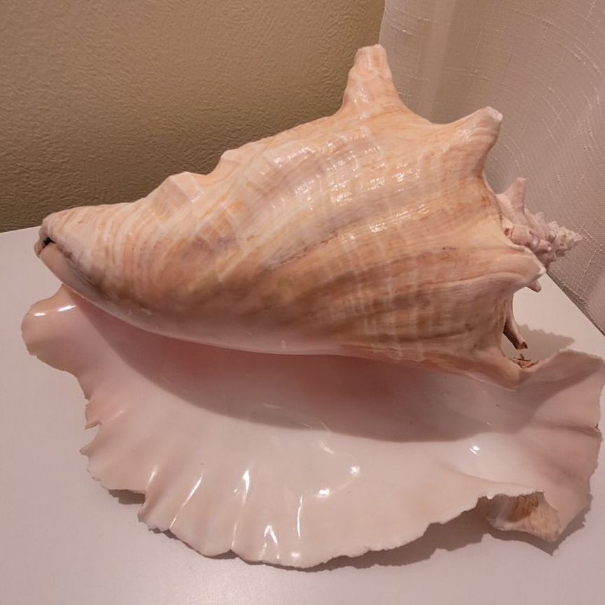 Раковина морская большая