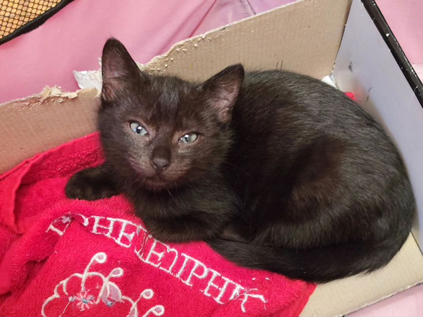 Русский дворянин