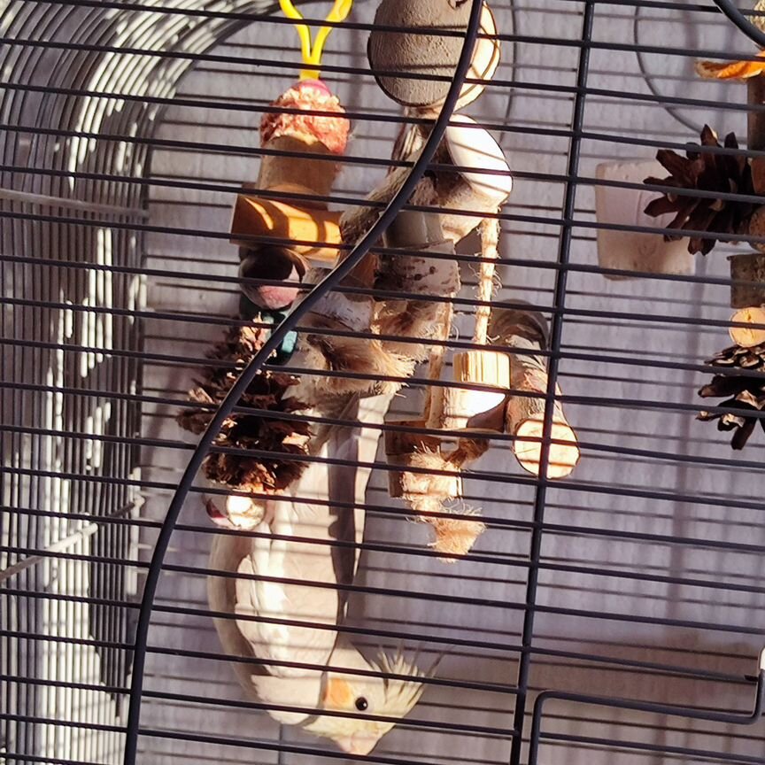 Попугай корелла с клеткой