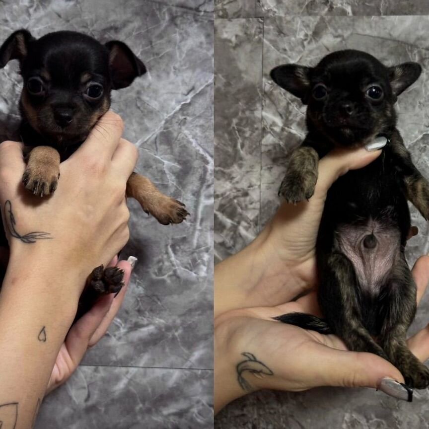 Щенки Той-терьер