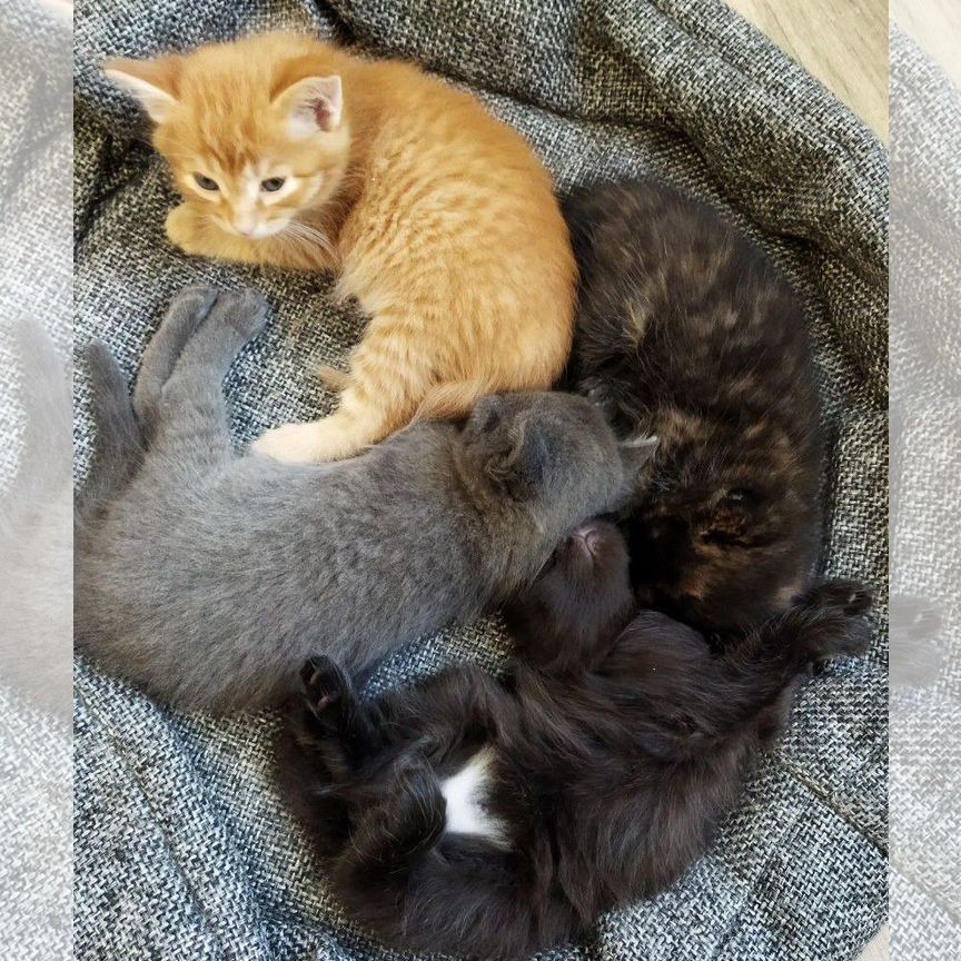 Котёнок в добрые руки