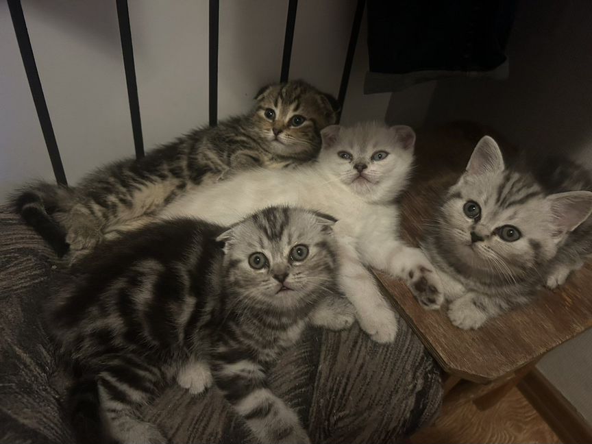 Шотландские котята
