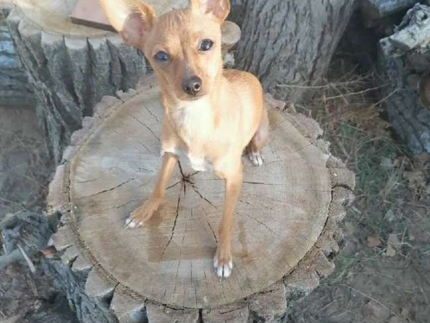 Потерялась собака