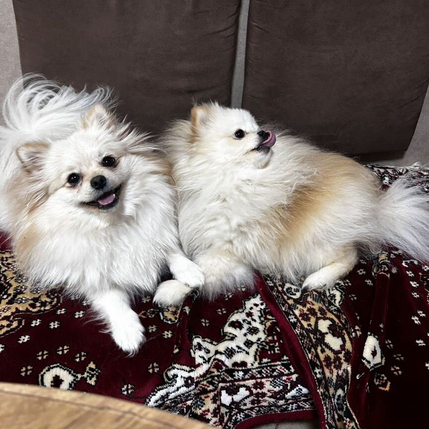 Померанский шпиц, щенок