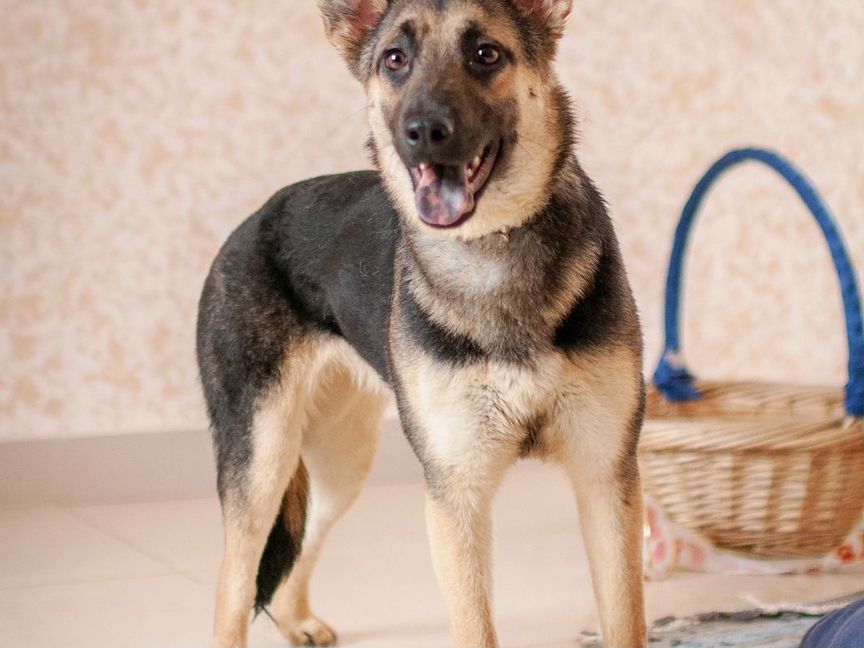 Добби очень нужен дом