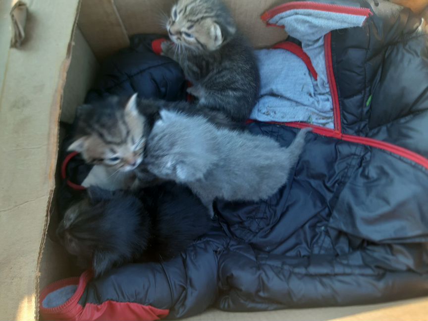 Котята в добрые руки бесплатно 2 девочки 2 пацана