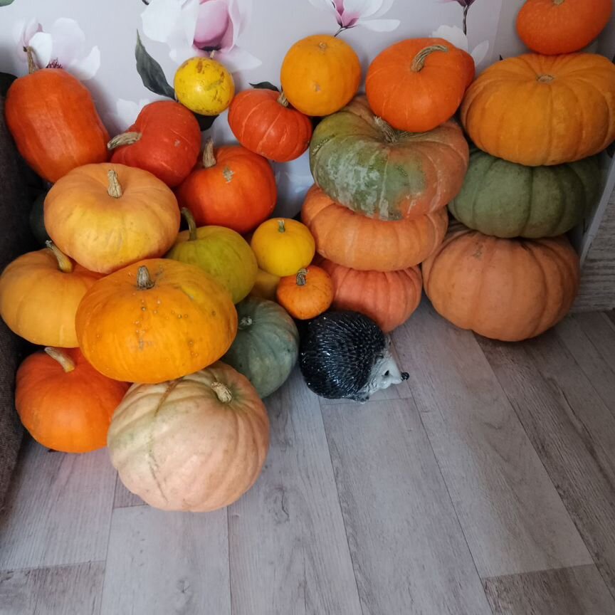 Тыква хурма, медовая, вкусная