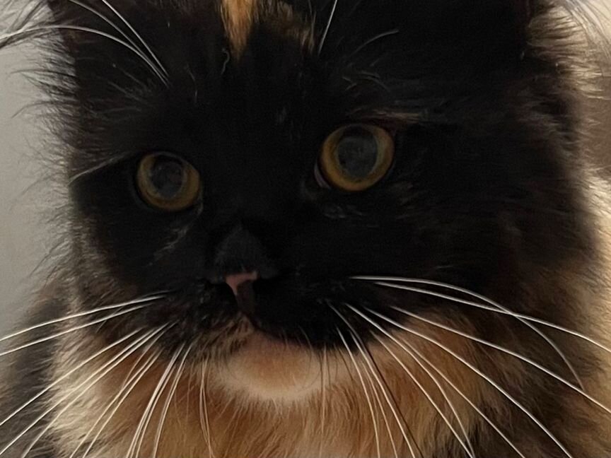 Дженифер Сибирский котенок навязчиво ласковая