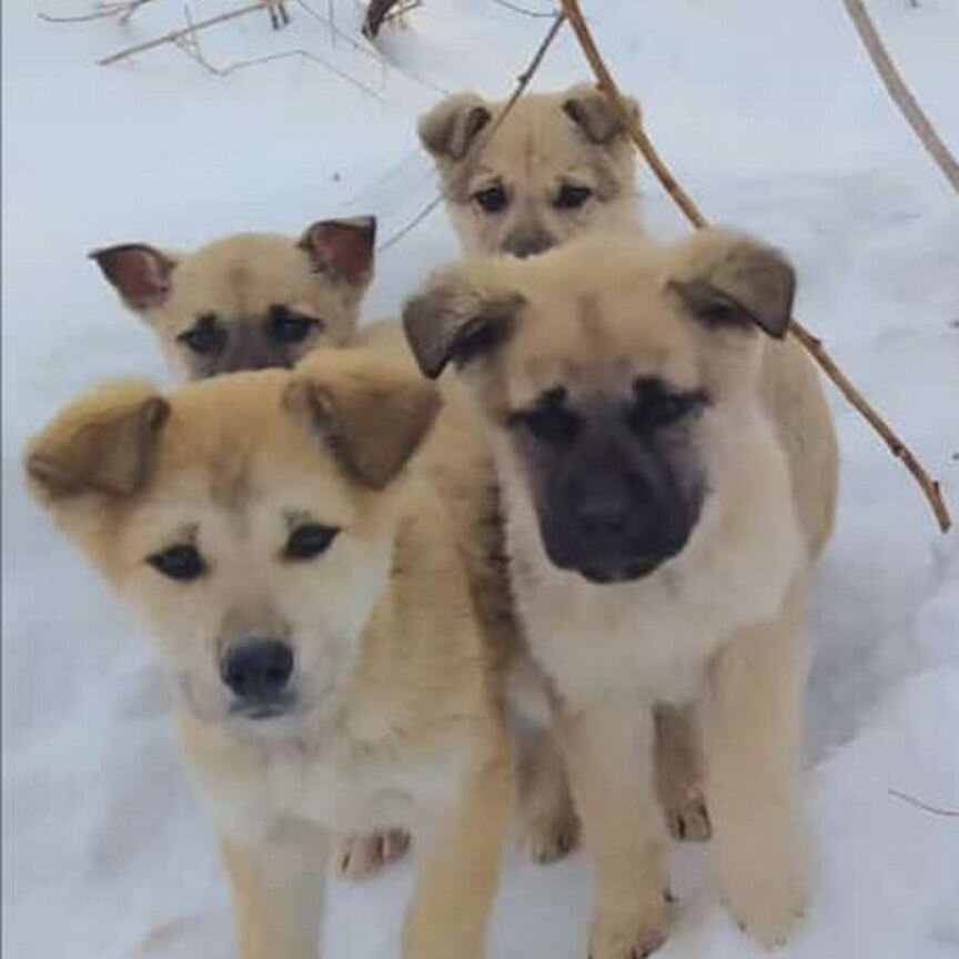 Щенки дворняжки
