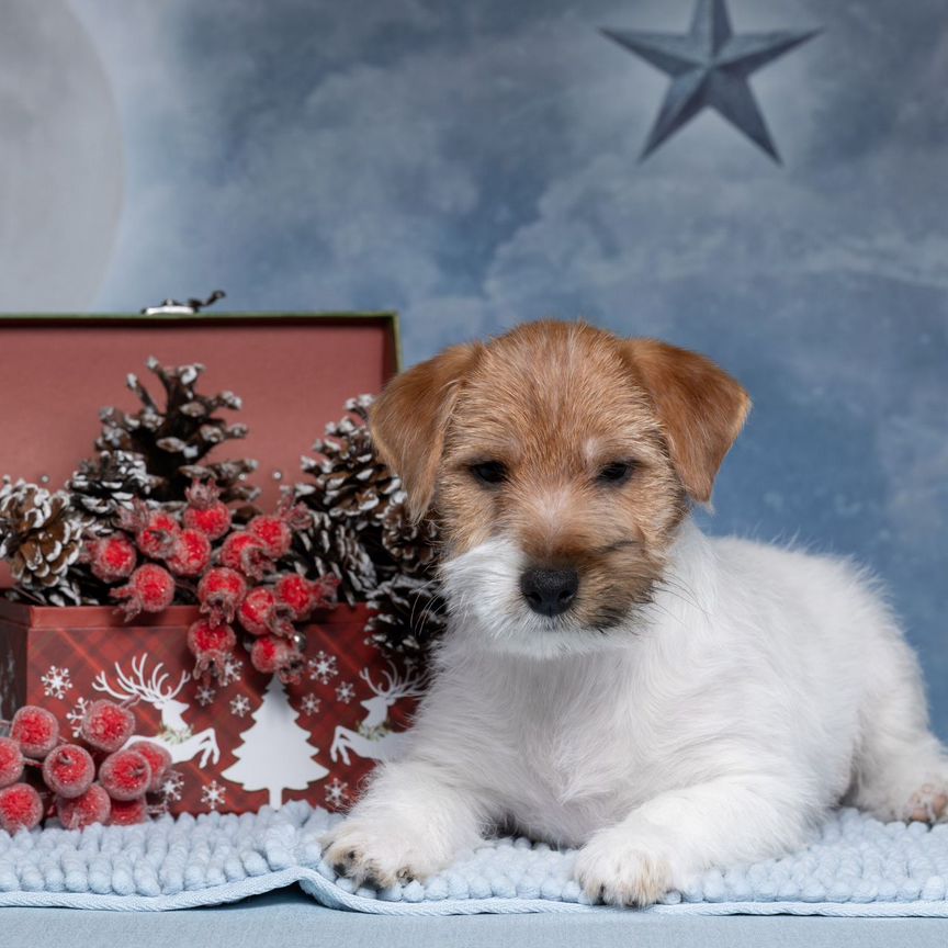 Джек-рассел-терьер, щенок