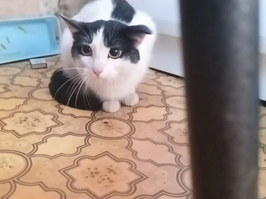 Молодая кошечка