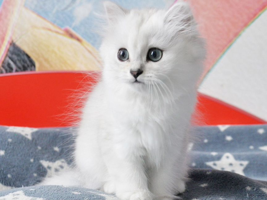 Британский котенок девочка