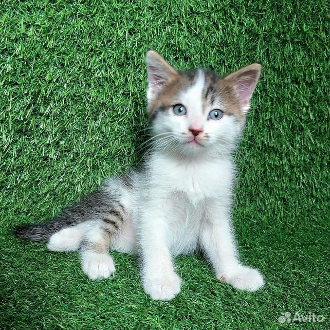 Котенок Чарлик в дар