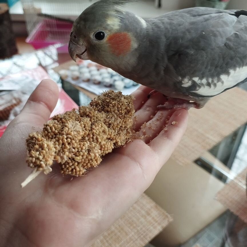 Продам попугая кореллу с клеткой  стенд