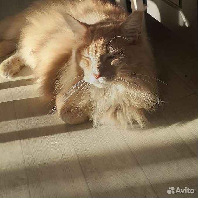 Кот