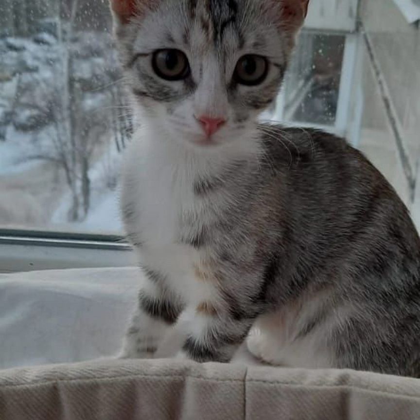 Котенок-девочка