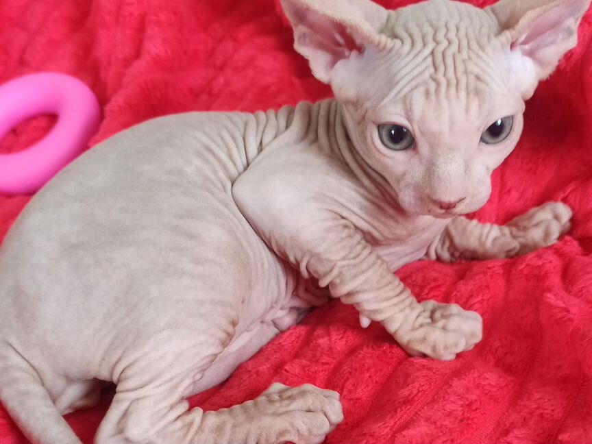 Канадский сфинкс котенок мальчик