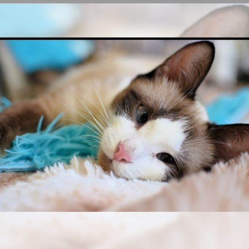 Котенок сноу- шу девочка отдам в добрые руки