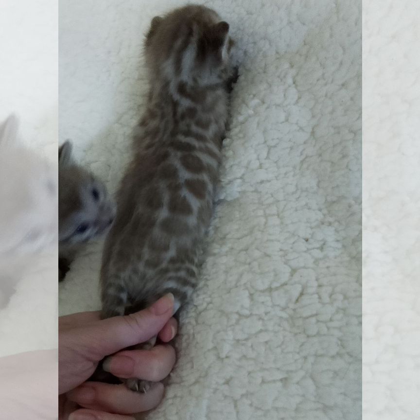 Бенгальские малыши минк. Браун. Серебро