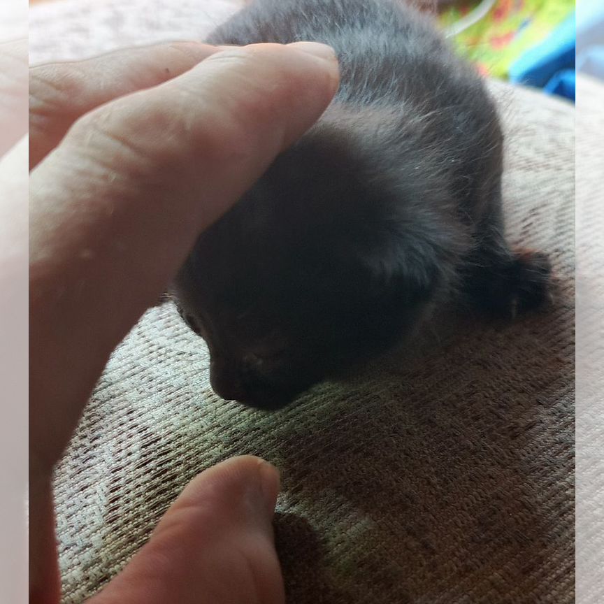 Котёнок от частного владельца