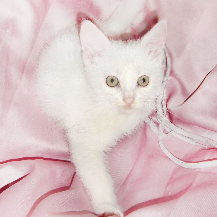 Као-мани котёнок