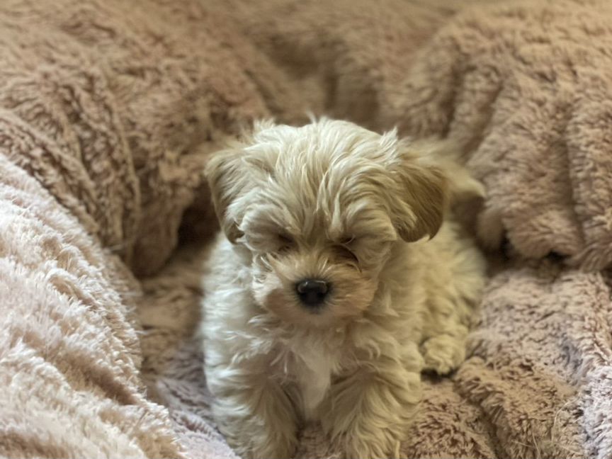 Щеночки- девочки Мальтипу мини