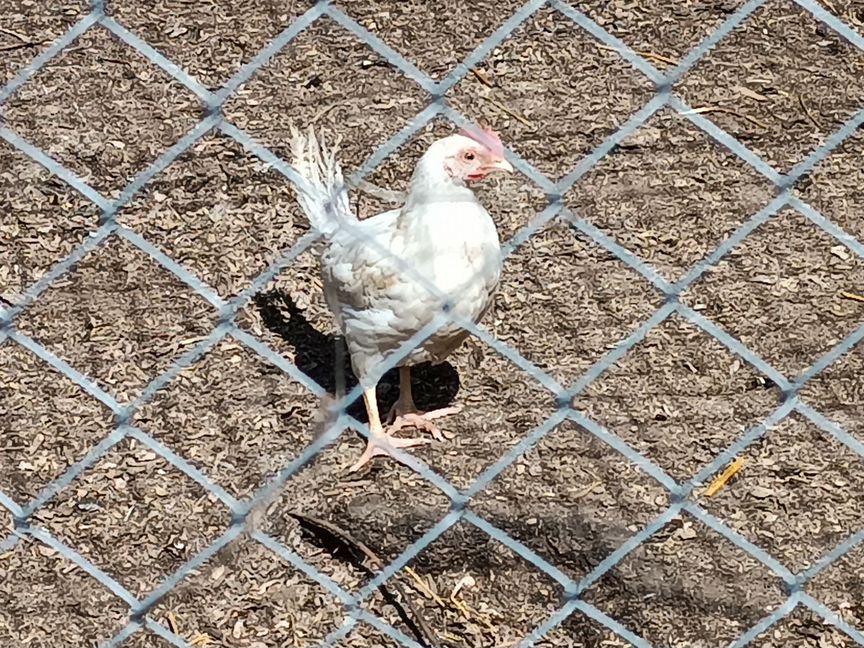 Молодые петушки