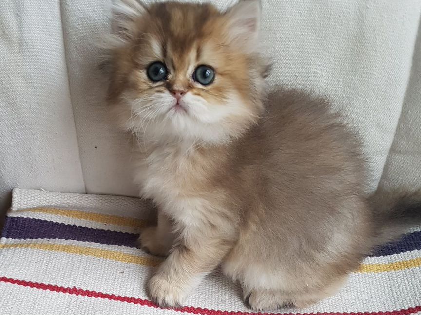 Шотландская хайленд страйт кошечка