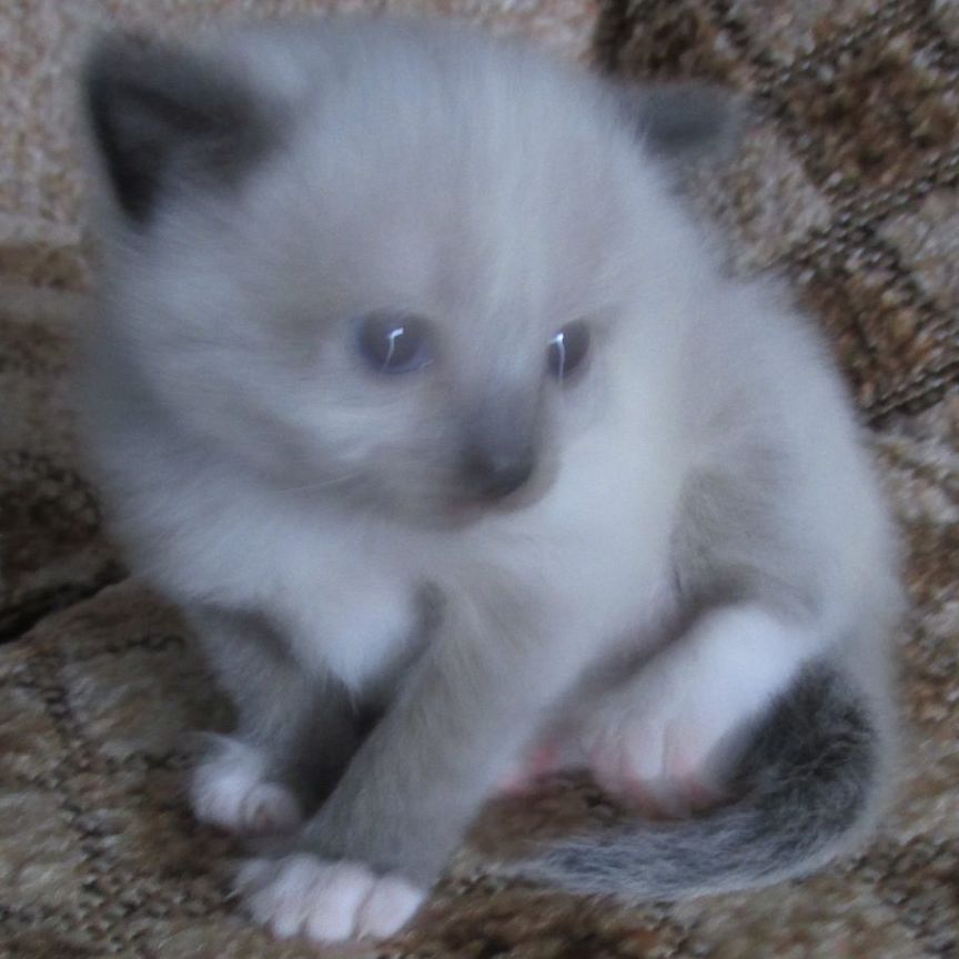 Котенок девочка