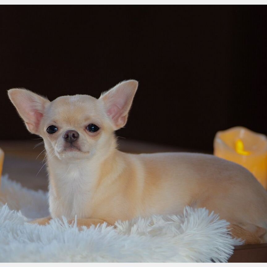 Чихуахуа, девочка мелкий стандарт