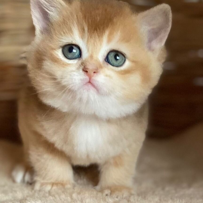 Британский котик Семен ny12