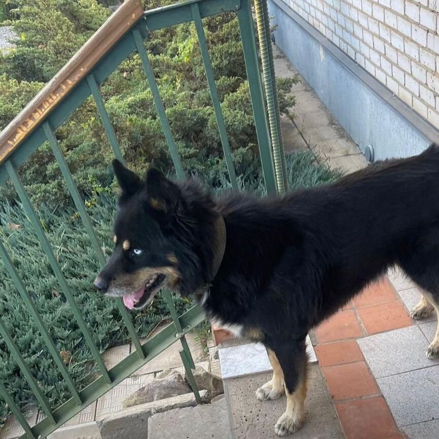 Смесь хаски и маламута