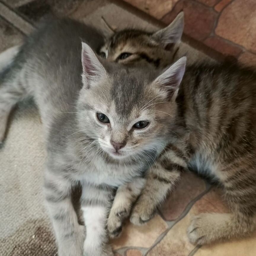 Котята