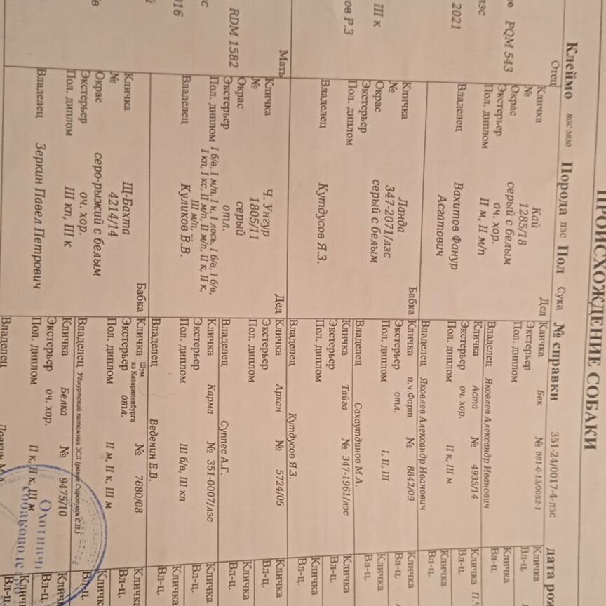 Продам щенков лзс