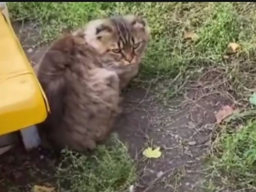 Кошки в добрые руки бесплатно