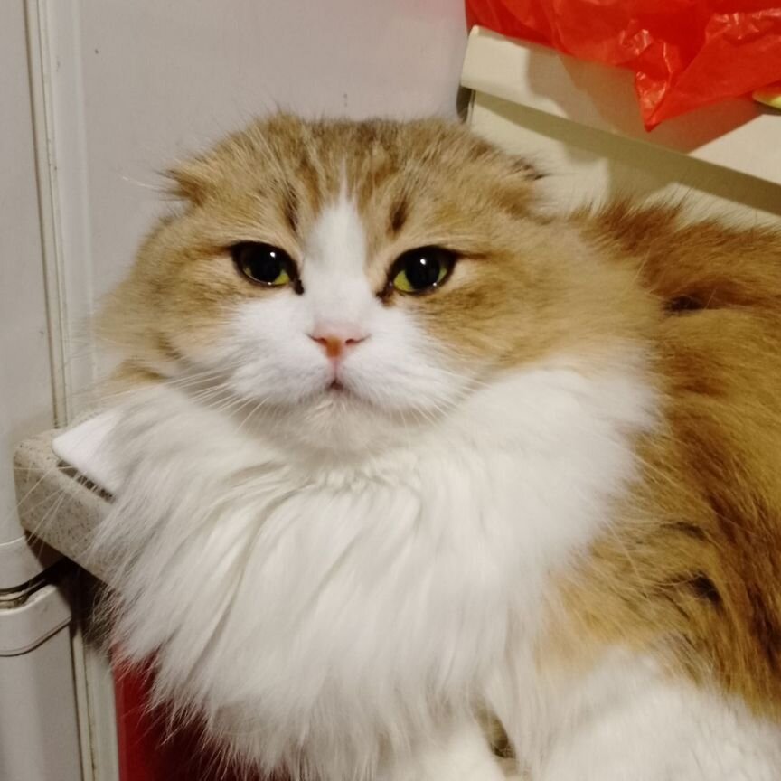 Шотландские кошки хайлендфолд