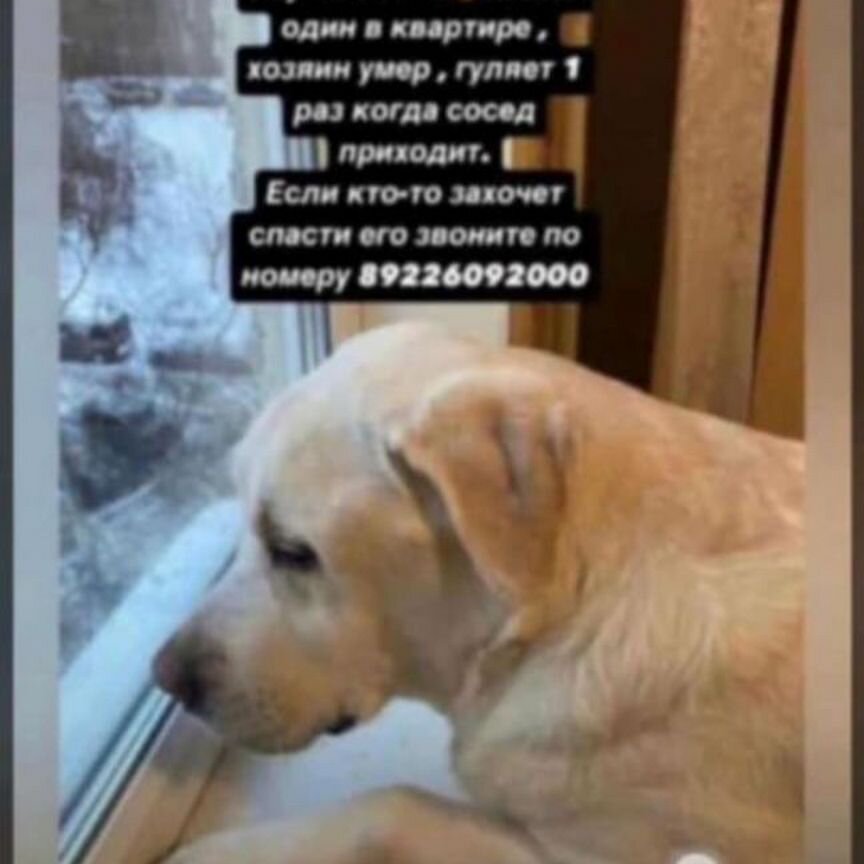Собака в добрые руки отдам бесплатно