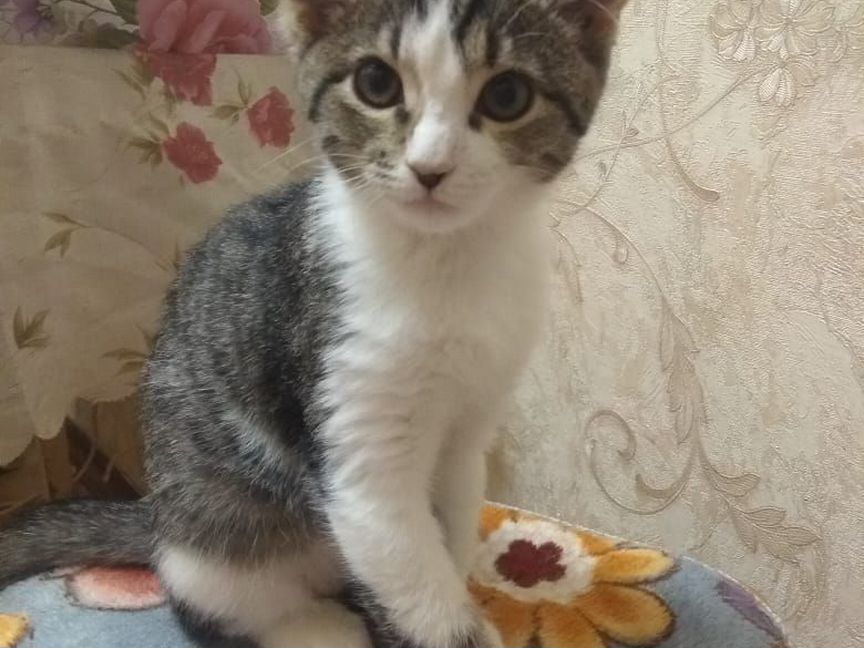 Котенок супер ласковая девочка очень нужен дом