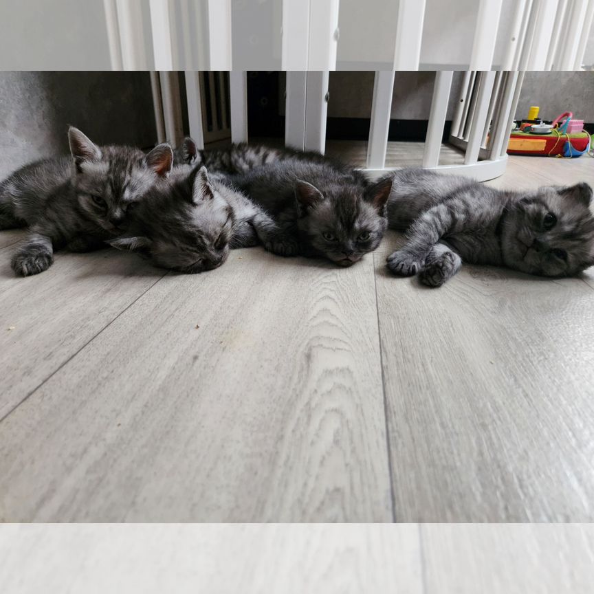 Шотландский прямоухий длинношёрстный котёнок