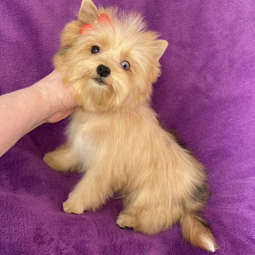 Йоркширский терьер, щенок