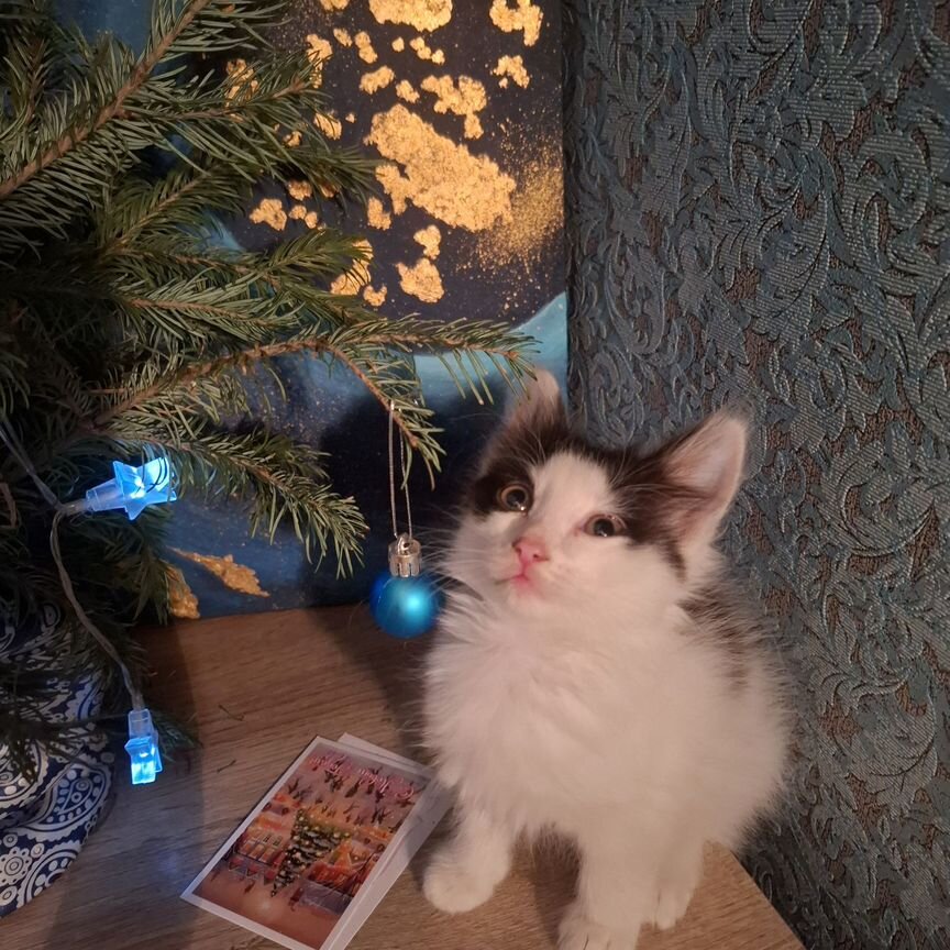 Ангорские котята