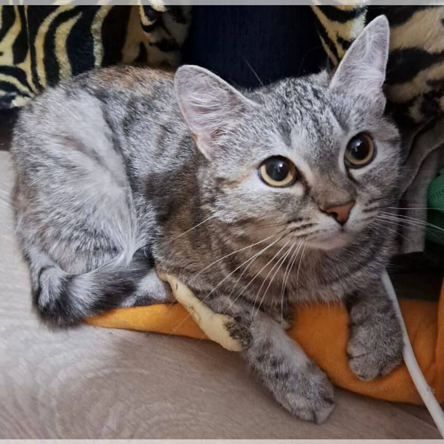 Кошка
