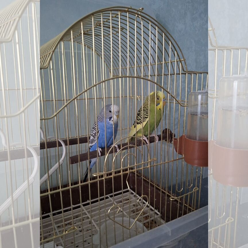 Волнистый попугай с клеткой