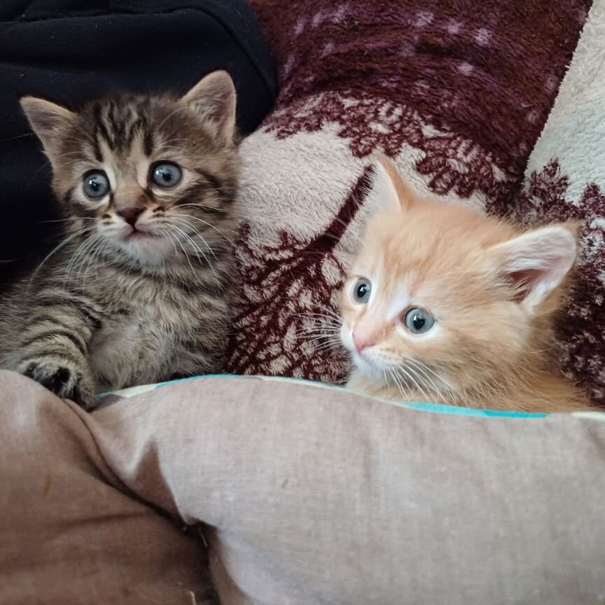 Отдам котят в добрые руки