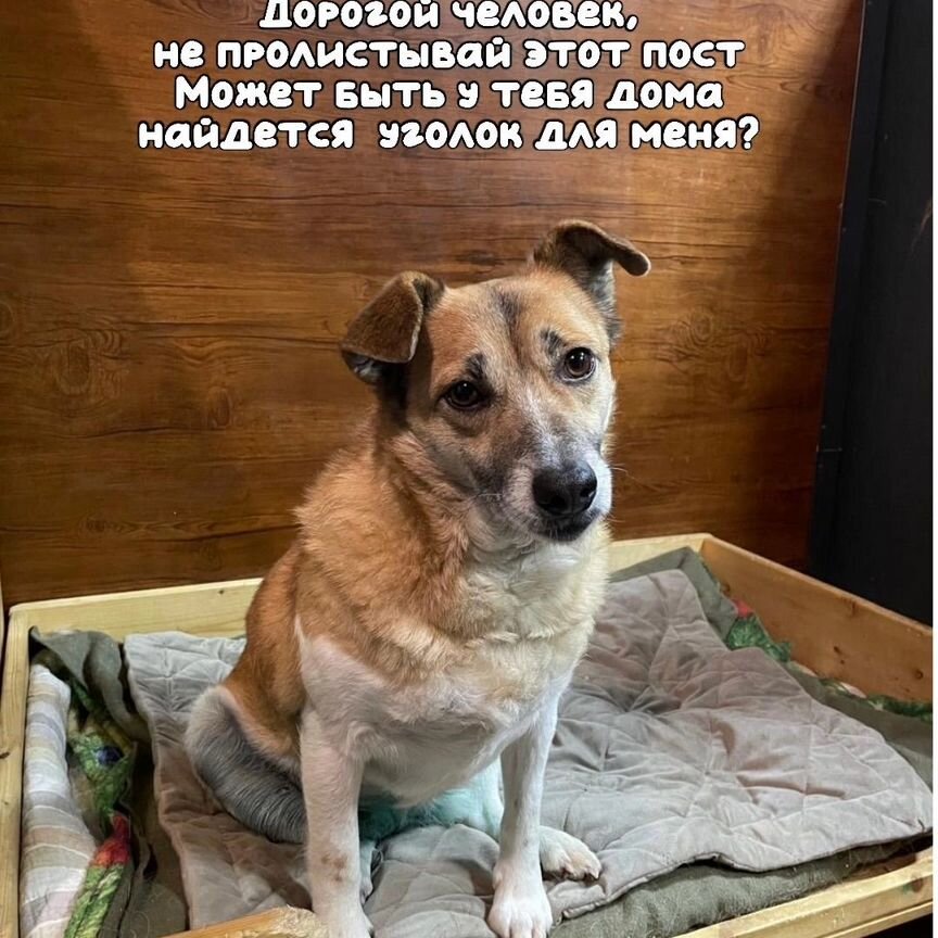 Лилу в поиске домашней передержки или дома